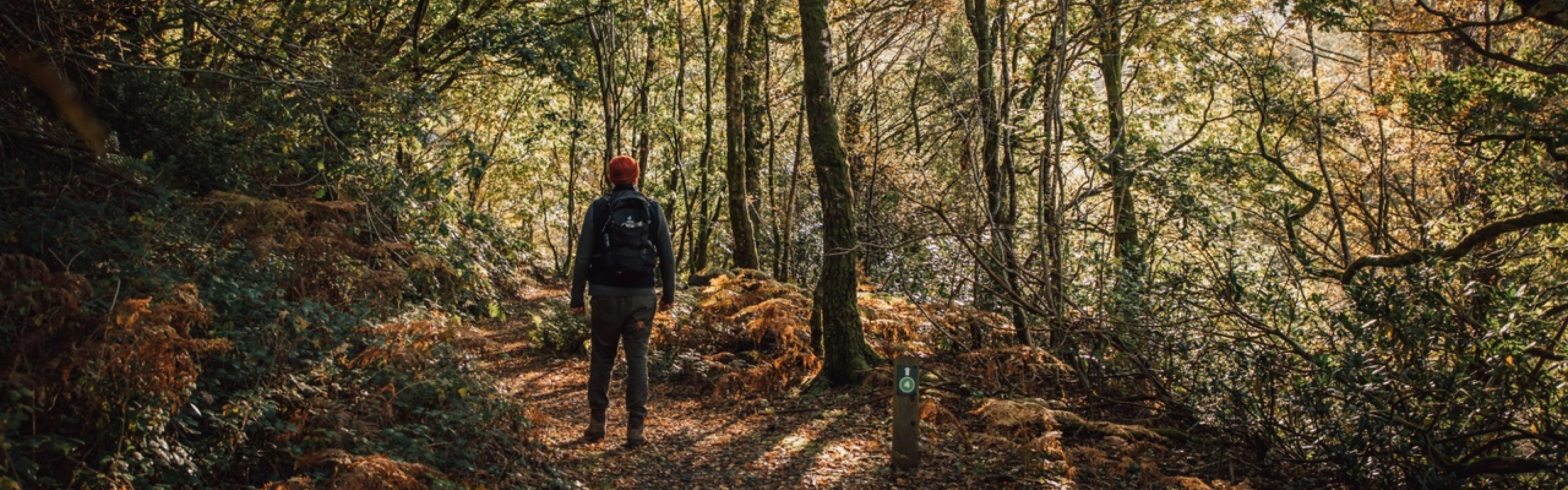 The National Forest for Wales | Wales.com