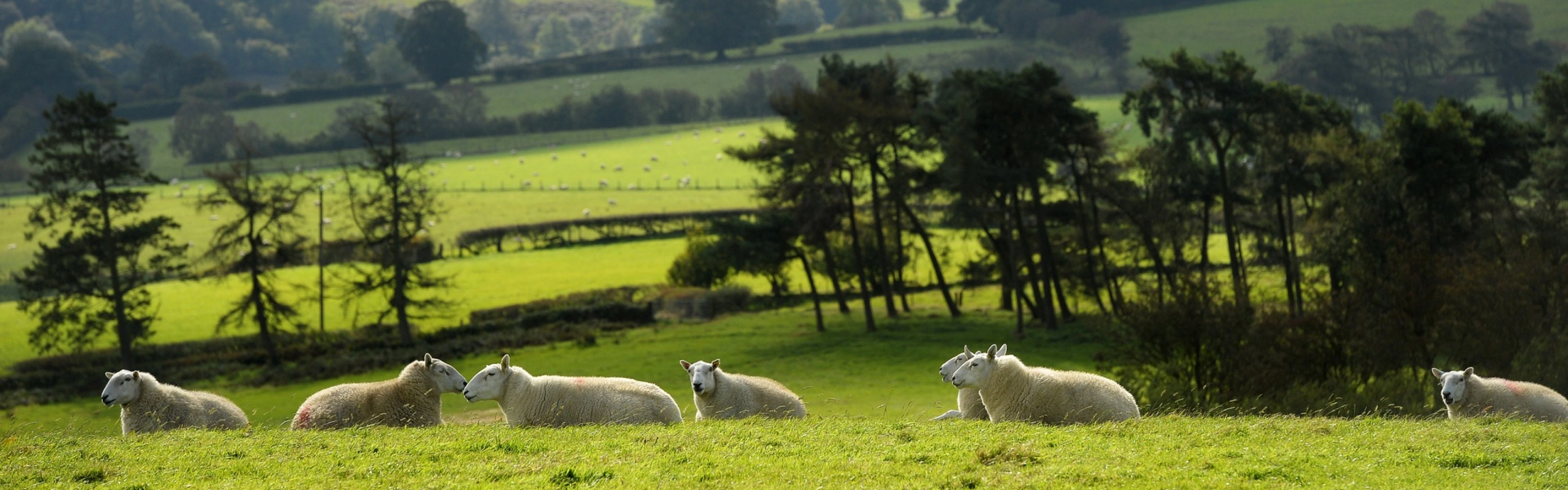 Welsh products with protected GI status | Wales.com