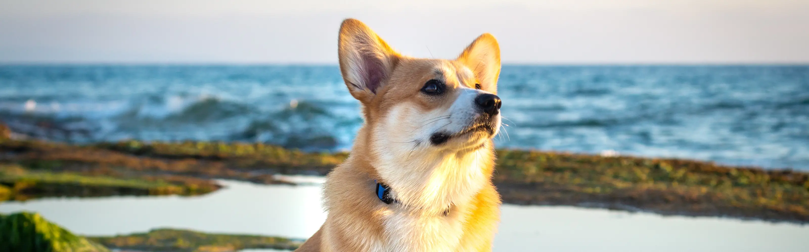How the corgi became our most famous dog | Wales.com